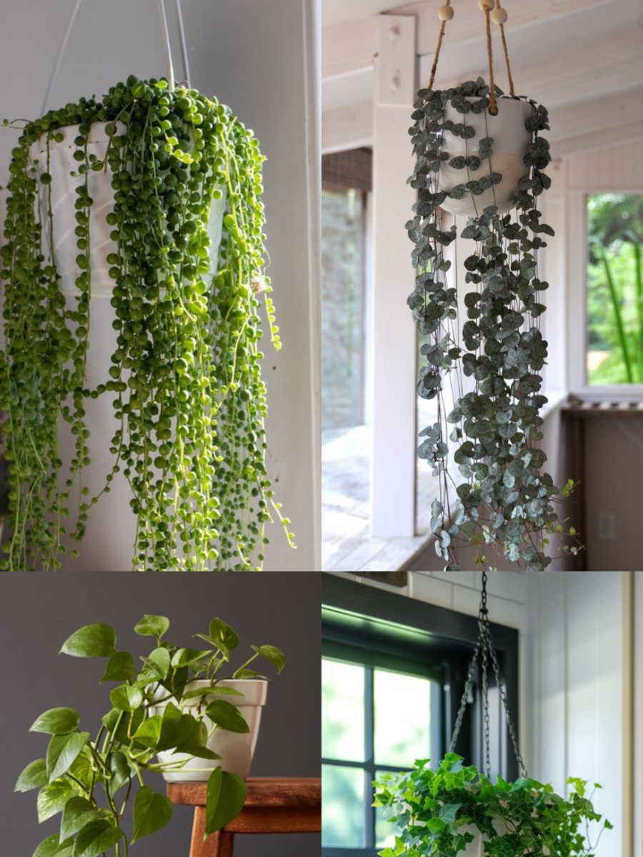 10 Hanging Plants That Attract Peace | Times Now