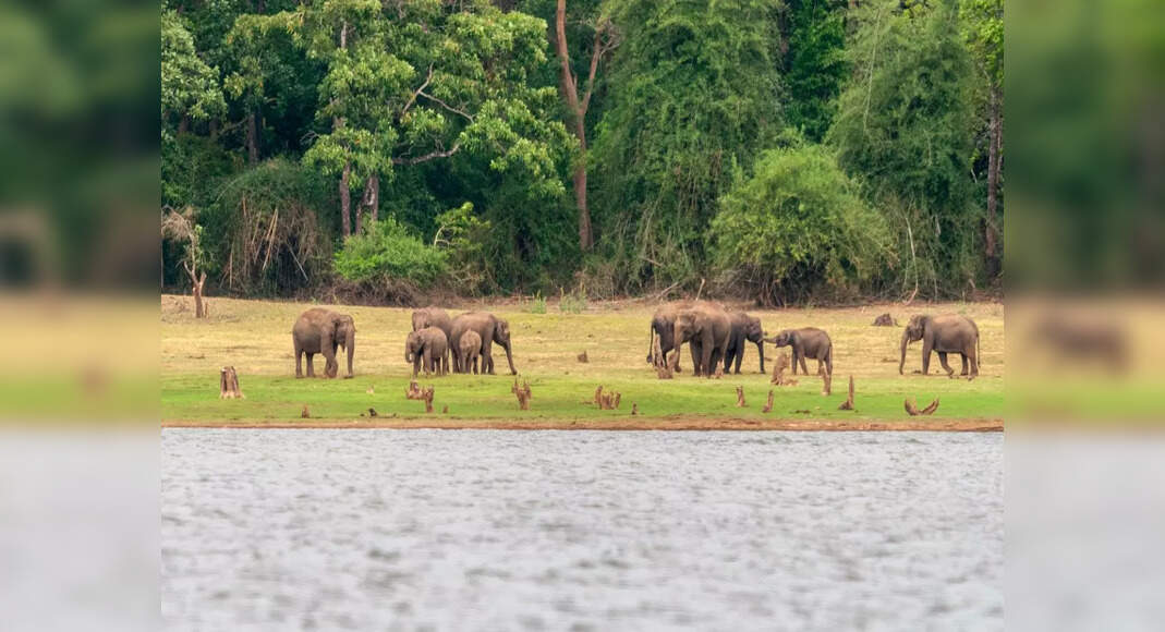 Nagarhole National Park: A pictorial journey through this fascinating ...