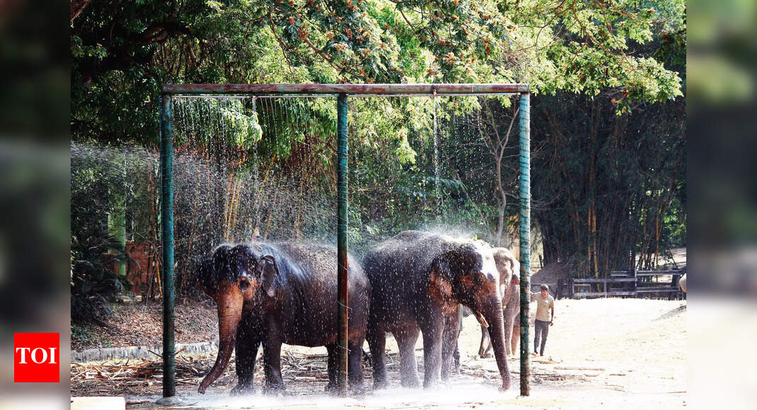 Mysuru zoo animals beat the heat and cool off during the scorching ...