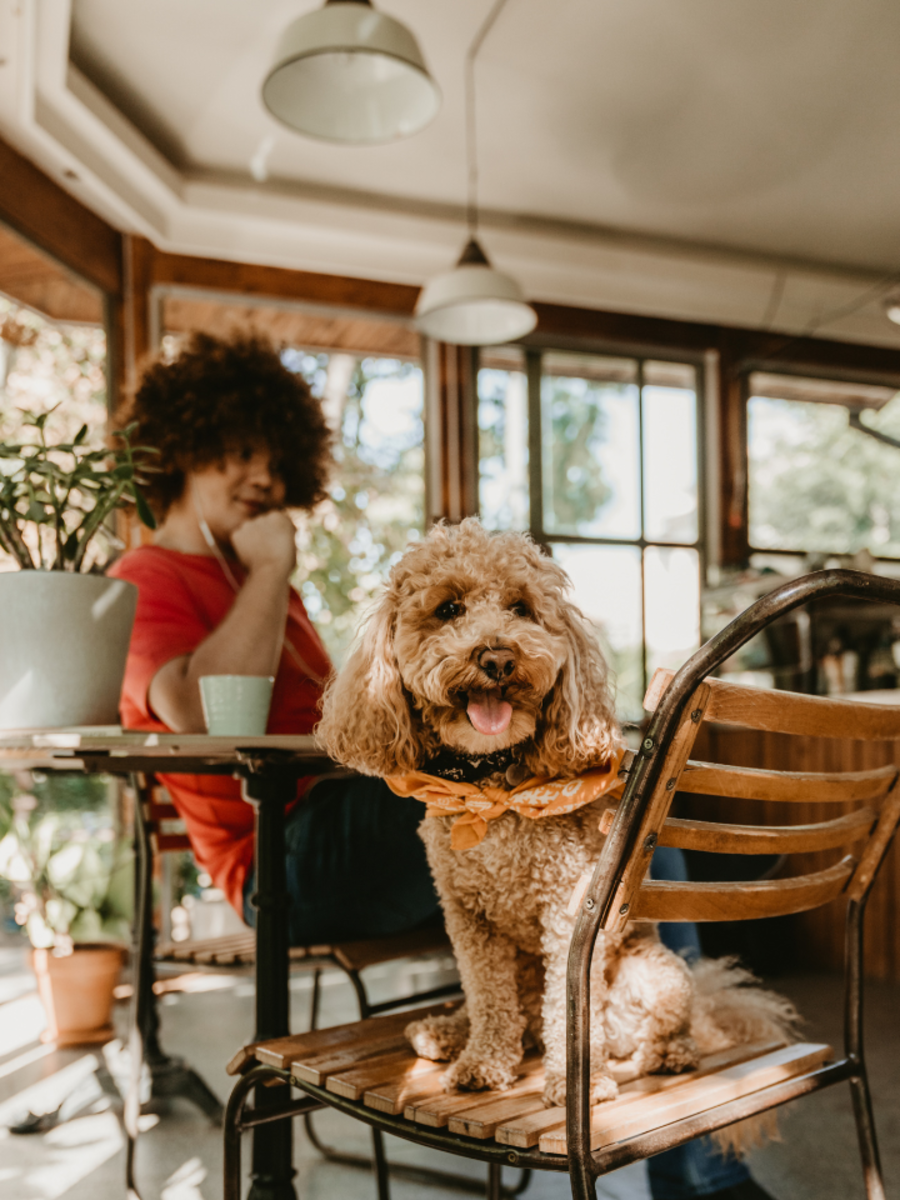 Tips To Make Your Living Space Pet-Friendly | Times Now