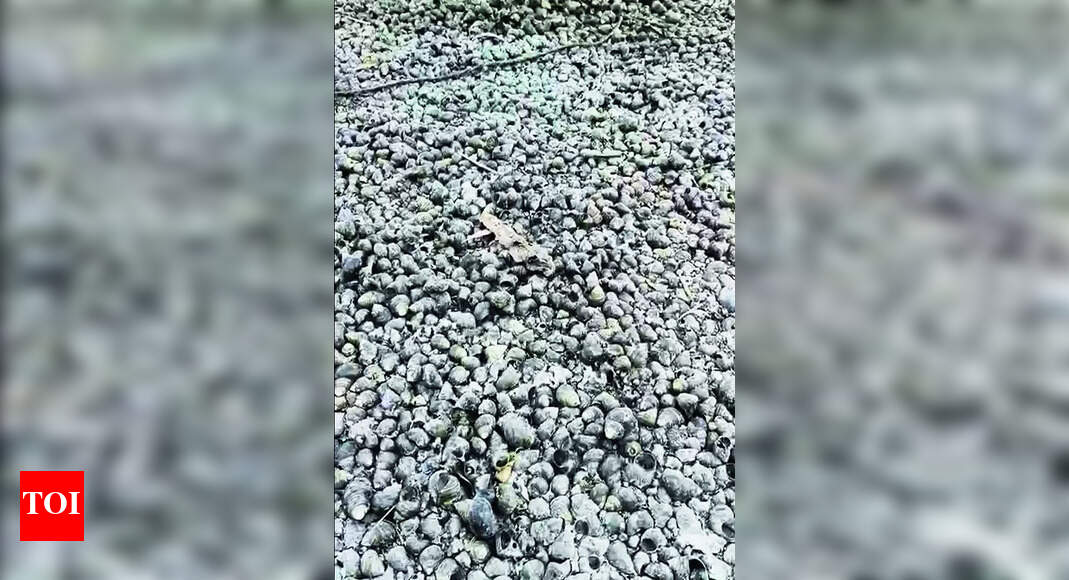 BTM Layout: Btm Layout Chokes On Stench From Dead Shellfish | Bengaluru ...