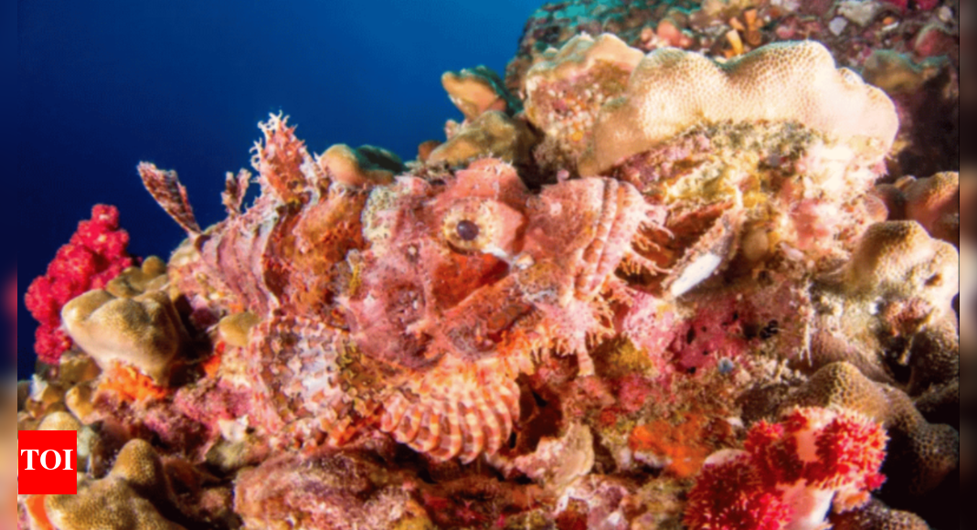 Optical Illusion test: Spot the colorful hidden fish amongst the coral ...