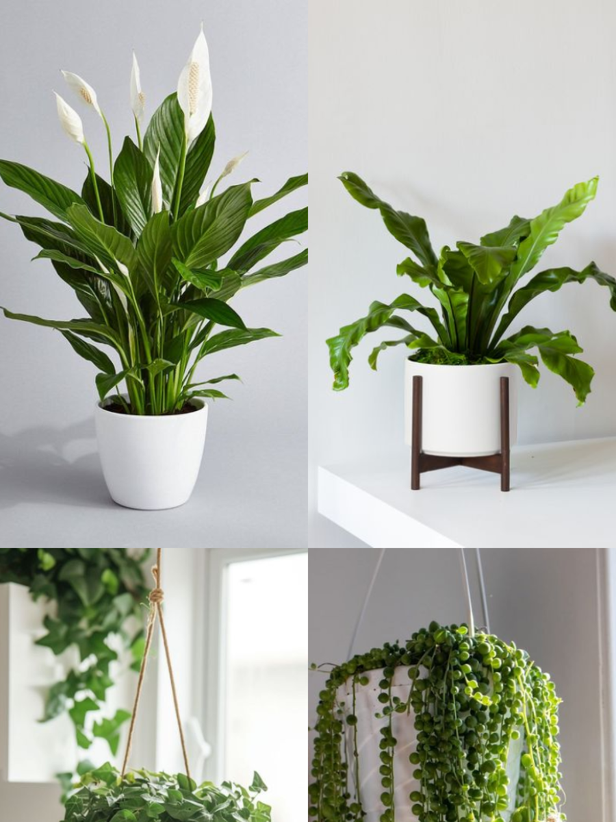 10 Hanging Plants That Attract Calmness | Times Now