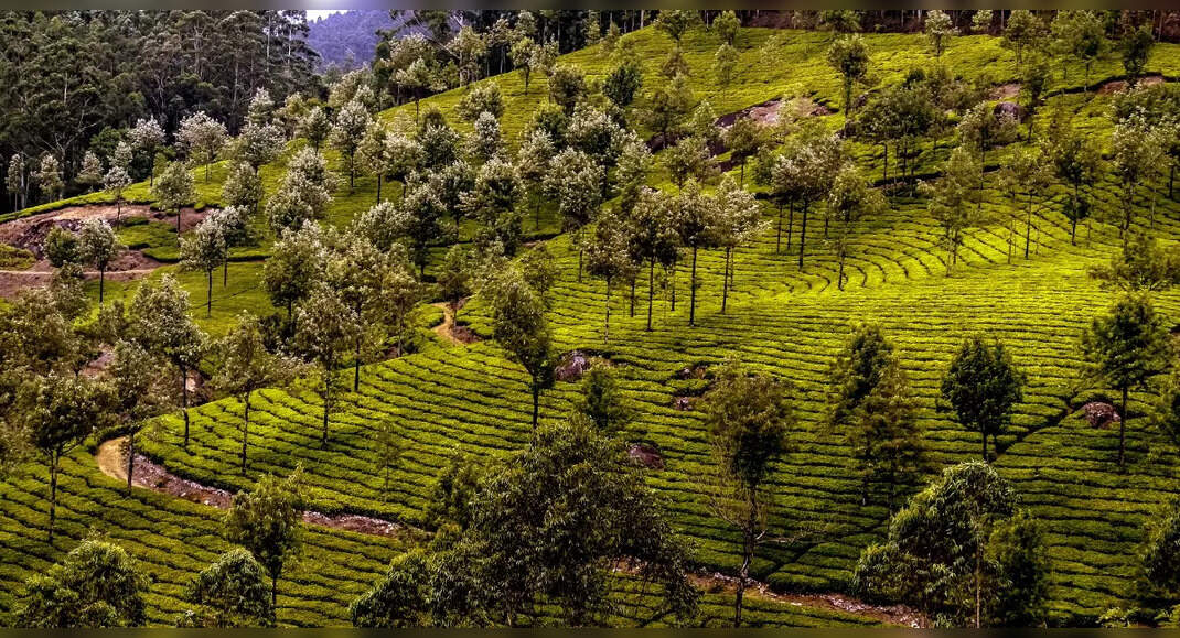 Quick guide to Munnar – How to reach and places to visit | TimesTravel