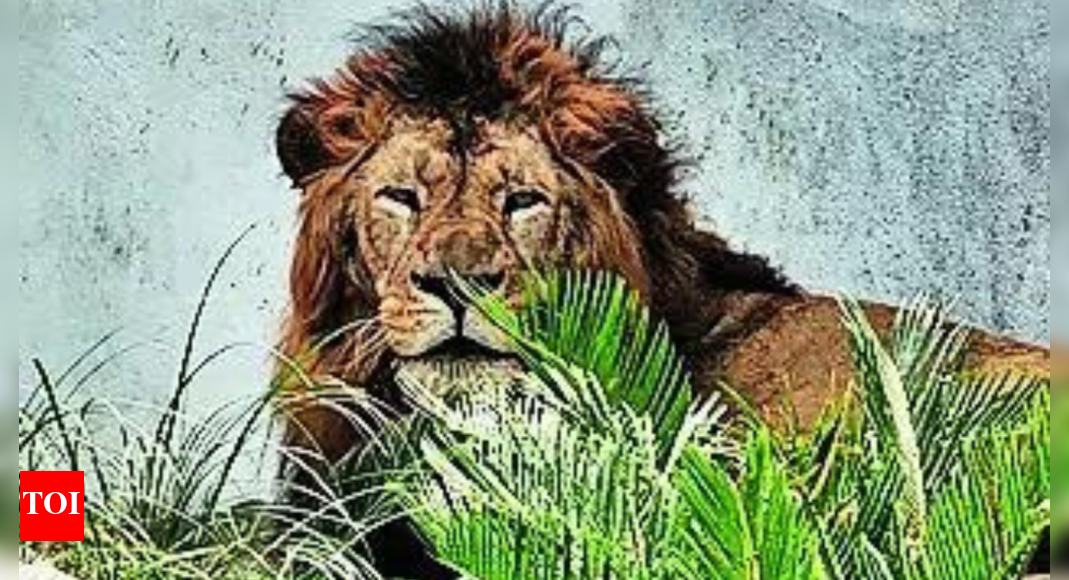 As Sita & Akbar triggered row, Bengal safari lions likely to get new ...