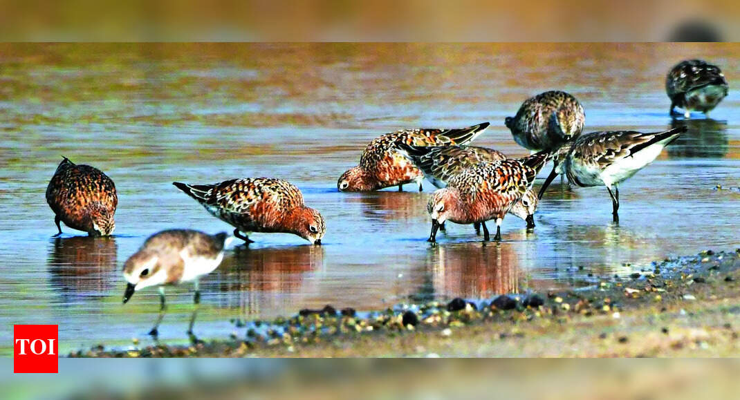 Shorebirds: Shorebirds Sighted Between Kovalam Creek And Nemilicherry ...