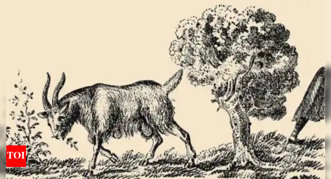 Brain teaser: Spot the owner of this goat in 12 seconds proving you ...