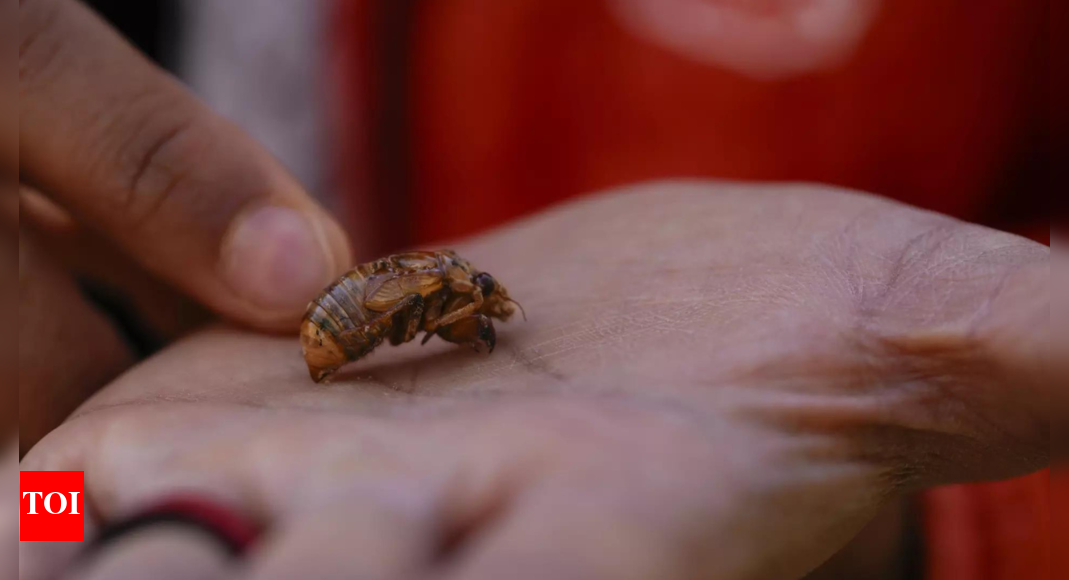 Cicadas are nature's weirdos. Can they become 'zombies'? - Times of India