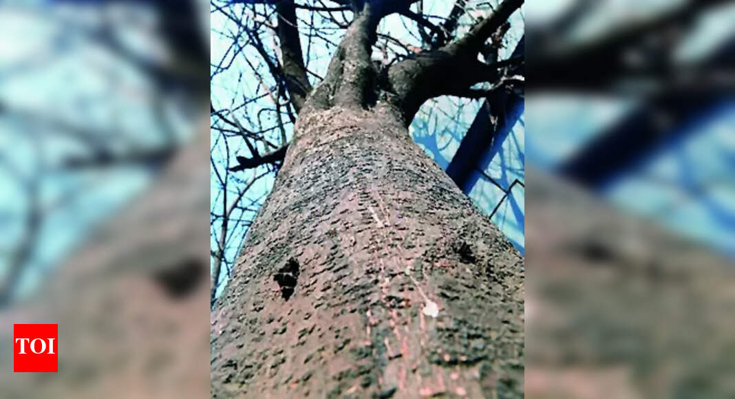 Trees: Fir As Over 2 Dozen Trees On Eeh Poisoned With Chemical | Mumbai ...