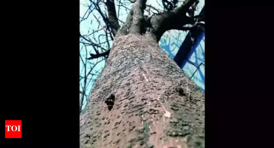 Poisoning Of Trees: Poisoning Of Trees On Eeh: Ex-mp Visits Site, Seeks ...