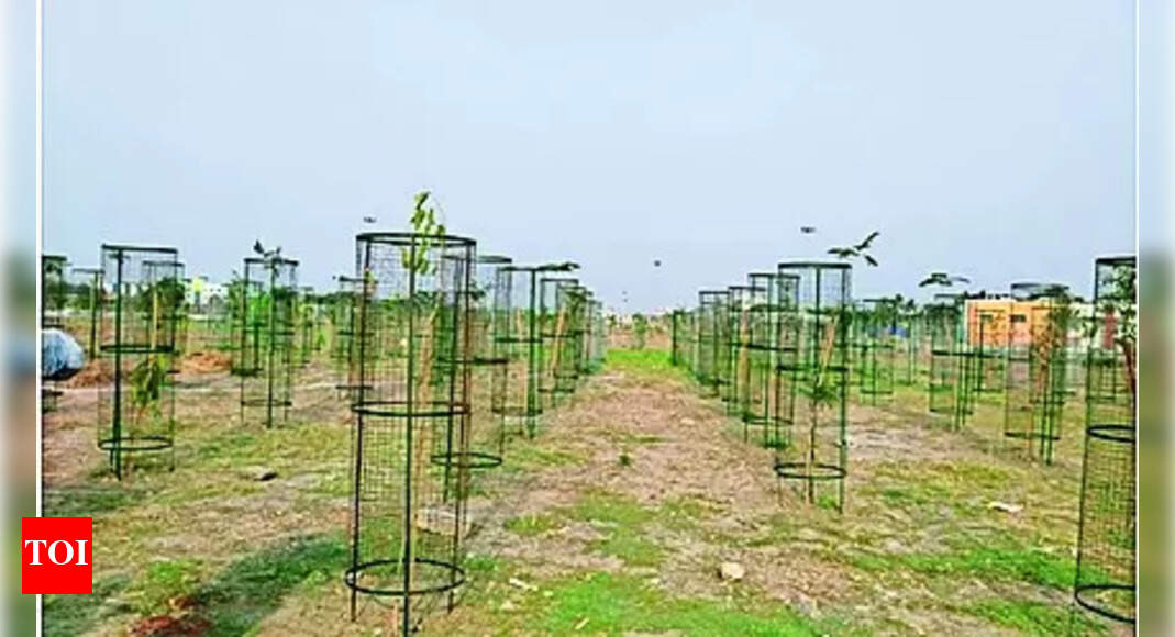 Compensatory Plantation: Compensatory Plantation: Joka Depot Gets 145 ...