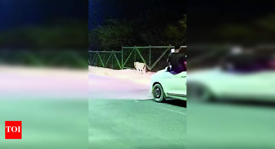 Lion: Elusive Lion Spotted On The Road Near Diu’s Nagoa Beach | Rajkot ...