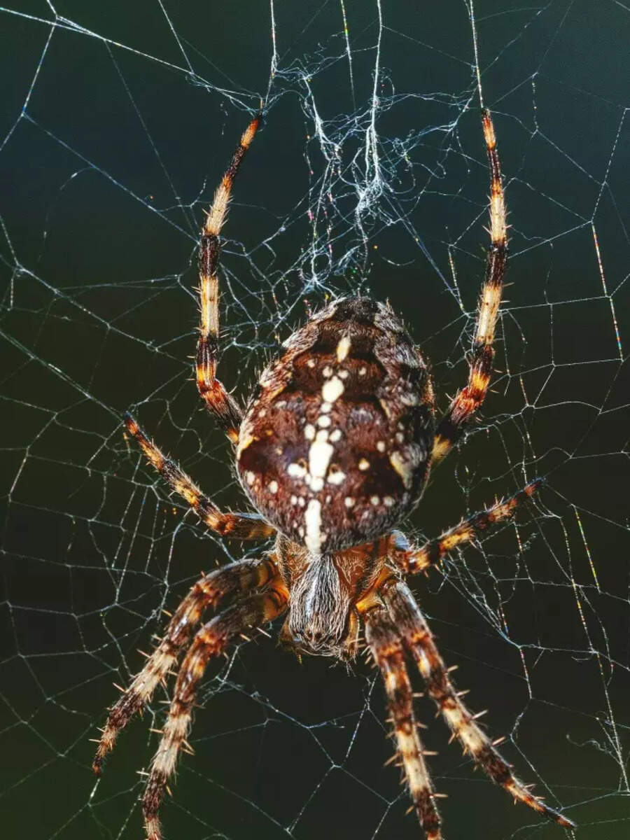 10 most dangerous spiders from across the world | Times of India