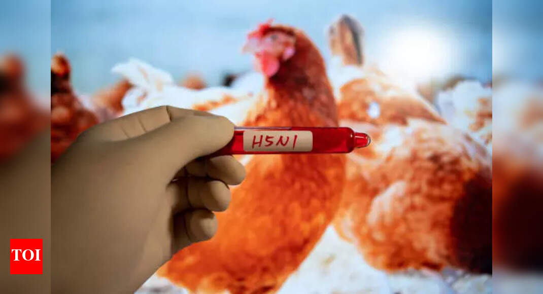 Bird flu in Kerala: Kovai on high alert | Coimbatore News - Times of India
