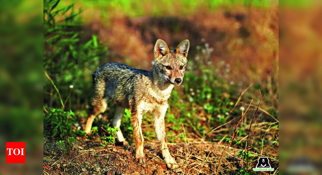 Jackal Cubs: Two Female Jackal Cubs Rescued And Released In Otur | Pune ...