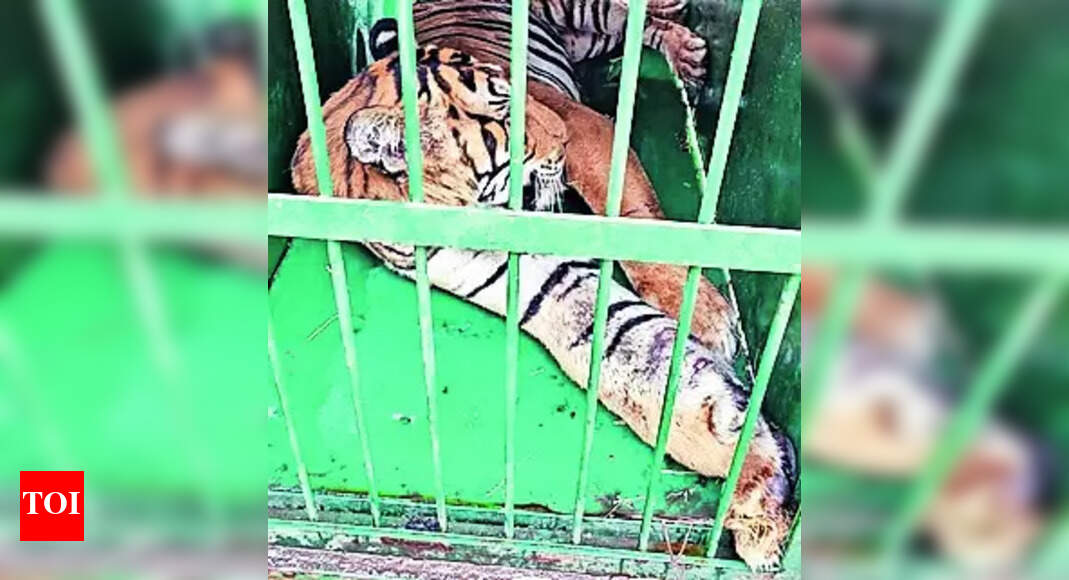 Tiger: Tiger With Lump, Leg Wound Tranquillised For Treatment ...