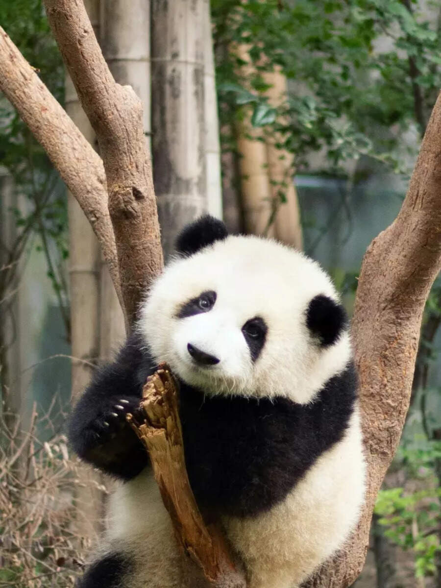 Giant Anteater Giant Anteater Unusual Animals Interesting Animals