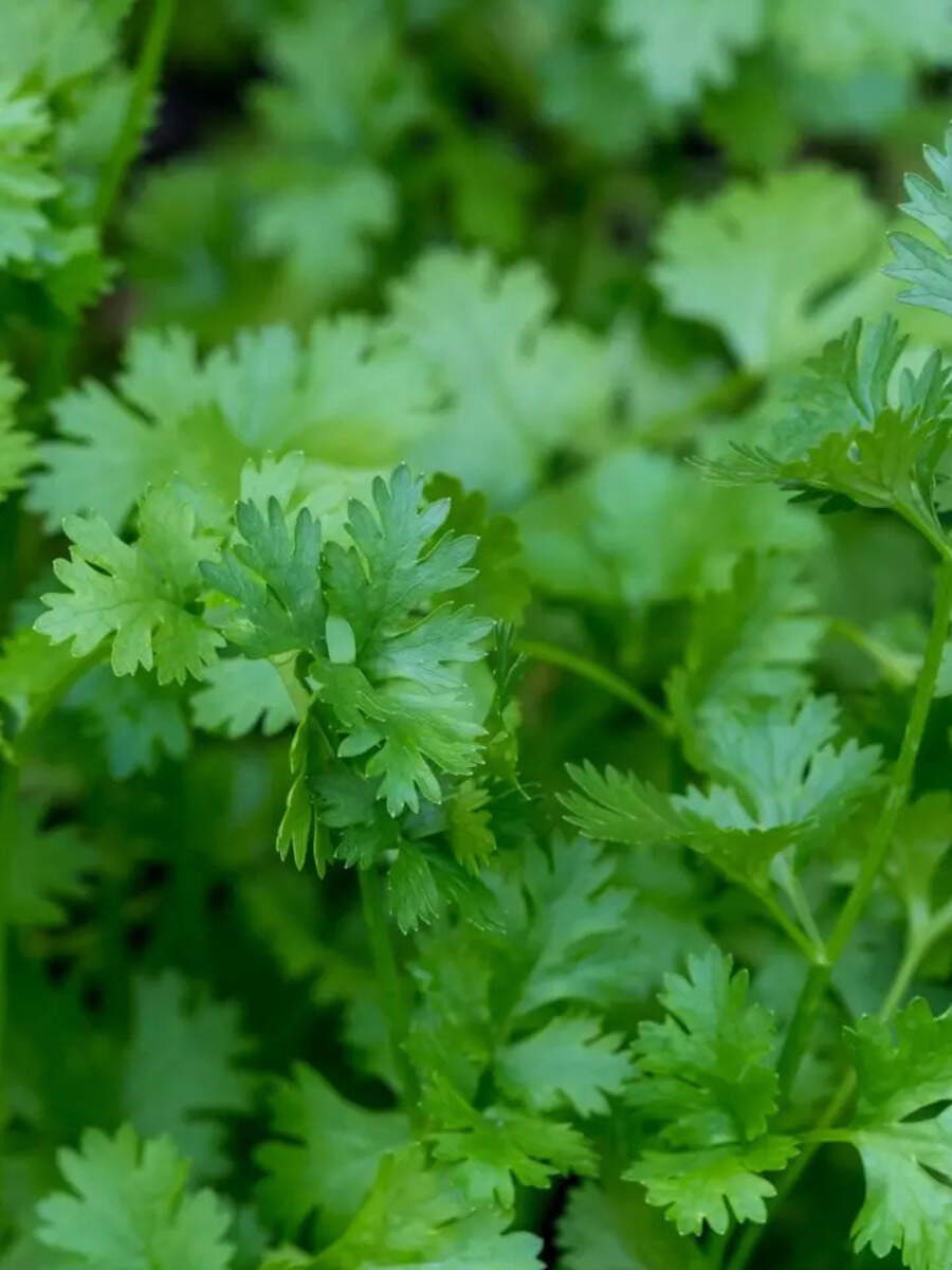How to successfully grow ‘Dhaniya’ in the kitchen garden | Times of India