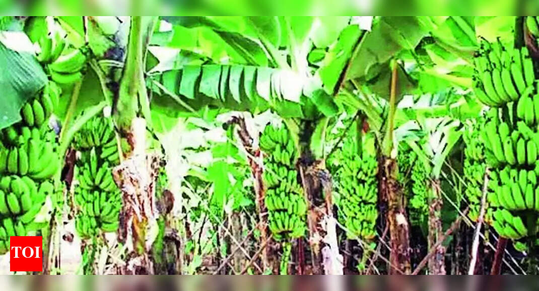 Banana Yield: Low Banana Yield Due To Drought Leaves B’gavi Farmers In ...