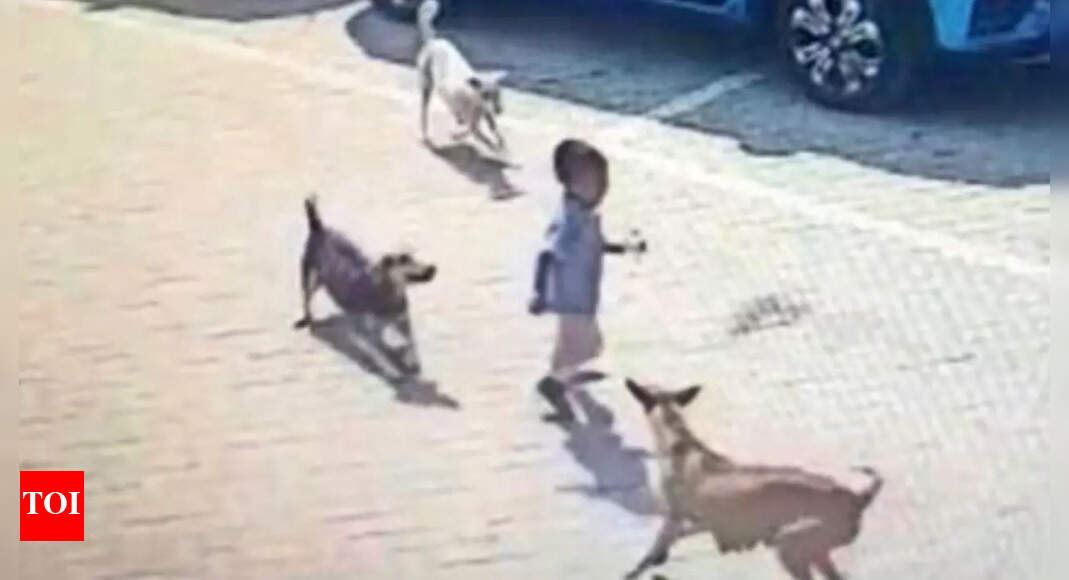Canine crisis in Hyderabad: 70 dog bites every day, 2 deaths every ...