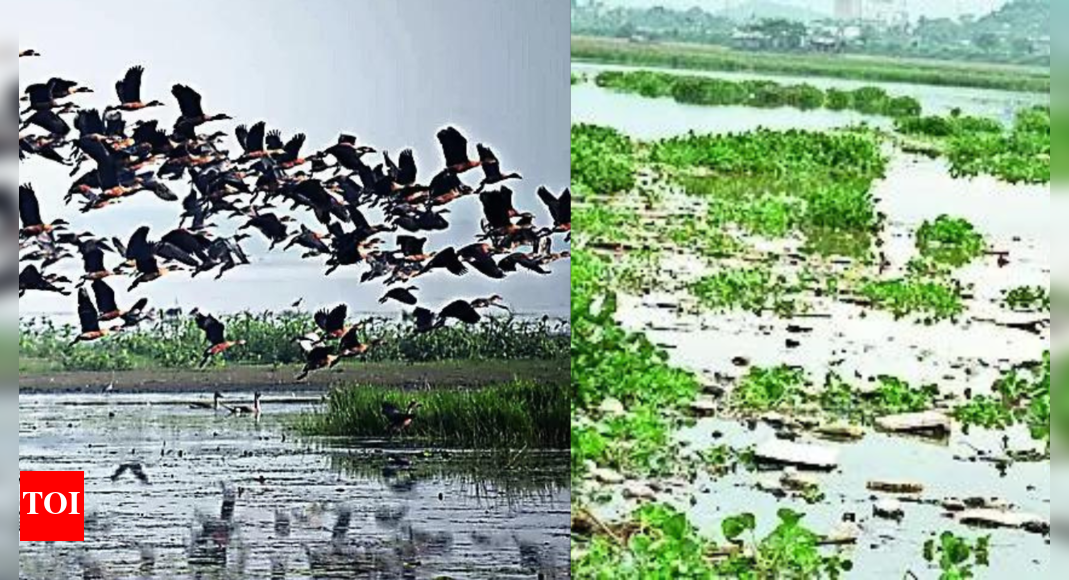 Deepor Beel contaminated, says pollution board study | Guwahati News ...