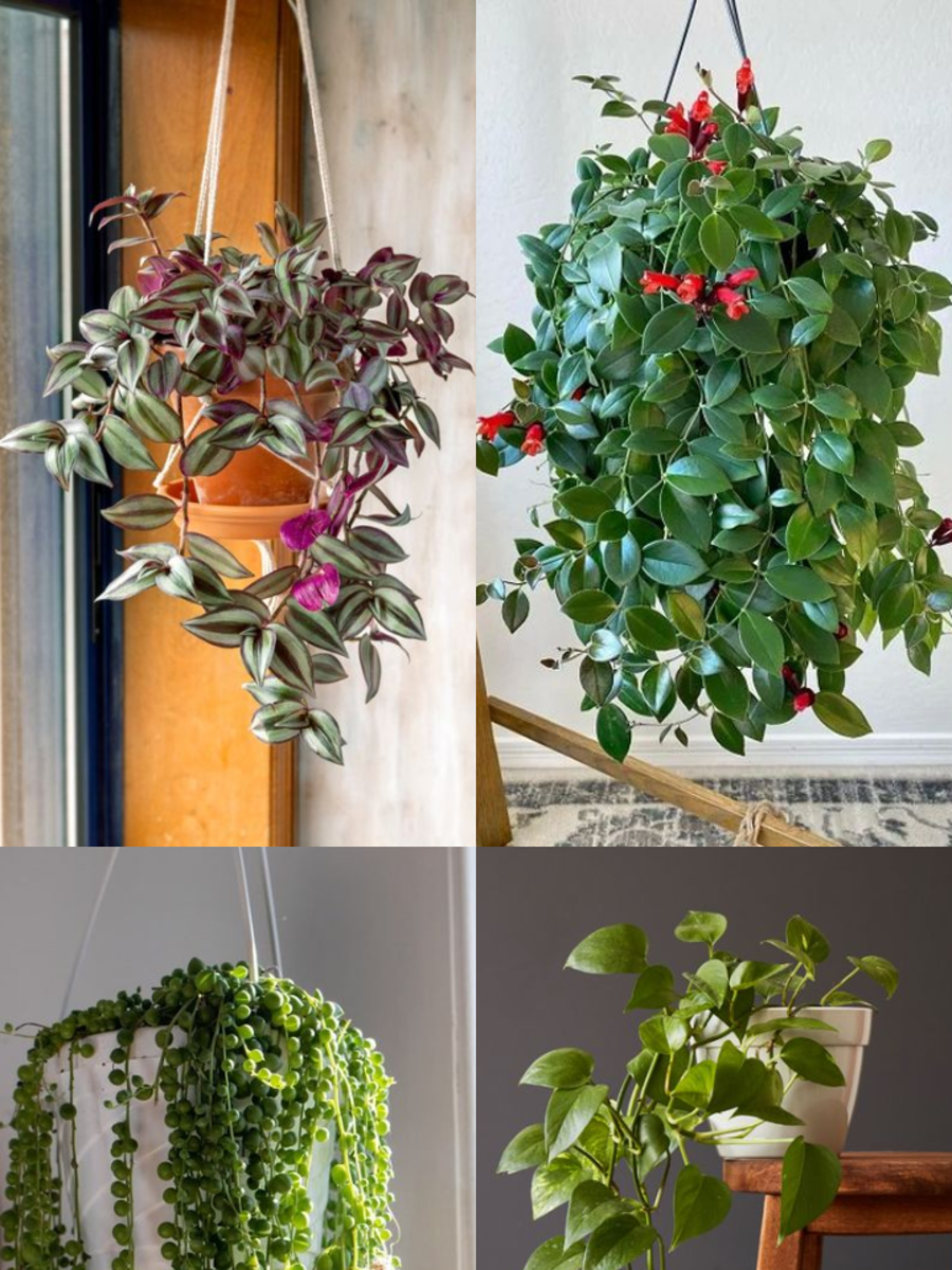 10 Hanging Plants That Are Easy To Grow | Times Now