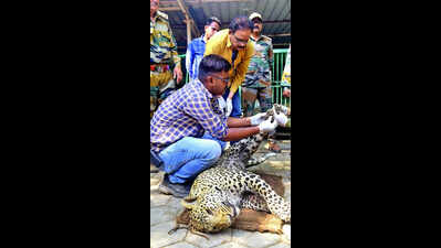Leopard: Injured Leopard Rescued, Dies On Way To Zoo For Treatment ...