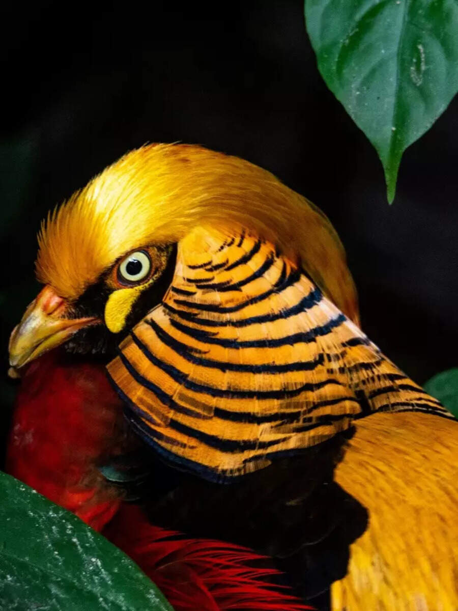 10 rarest birds on the Earth | Times of India