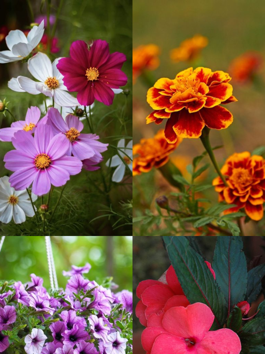 10 Easy Flowering Plants for Beginners to Grow | Times Now