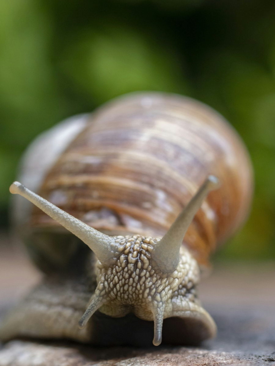 7 Animals That Don't Have Bones | Times Now