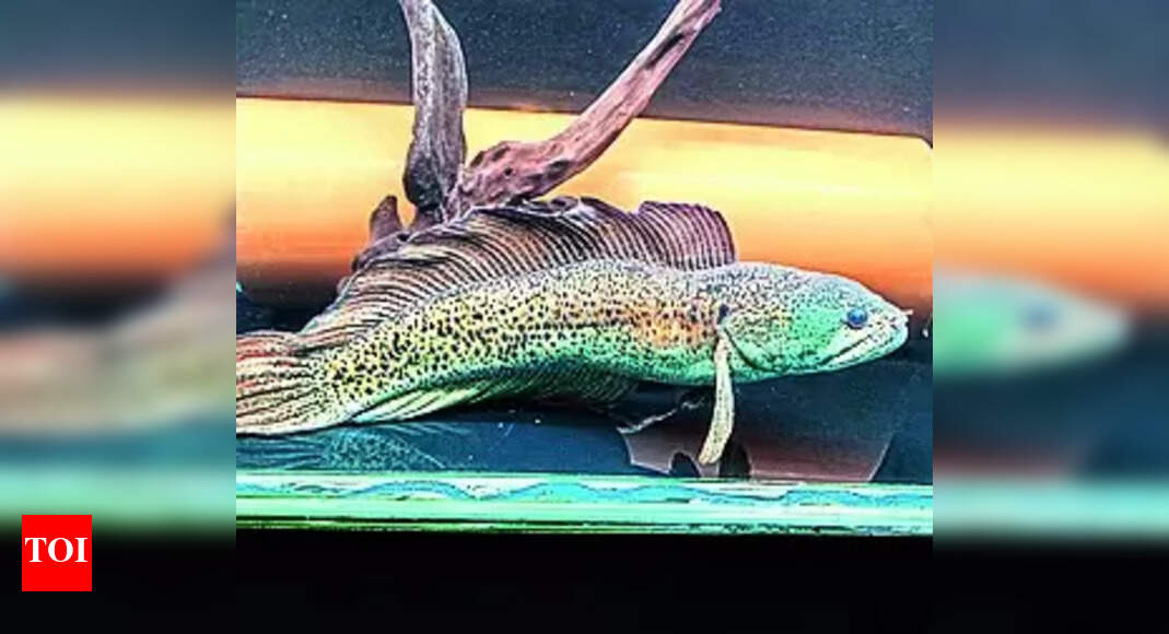 Rare Fish: Rescued In Aug 2023, Rare Fish Still Awaits Its Release ...