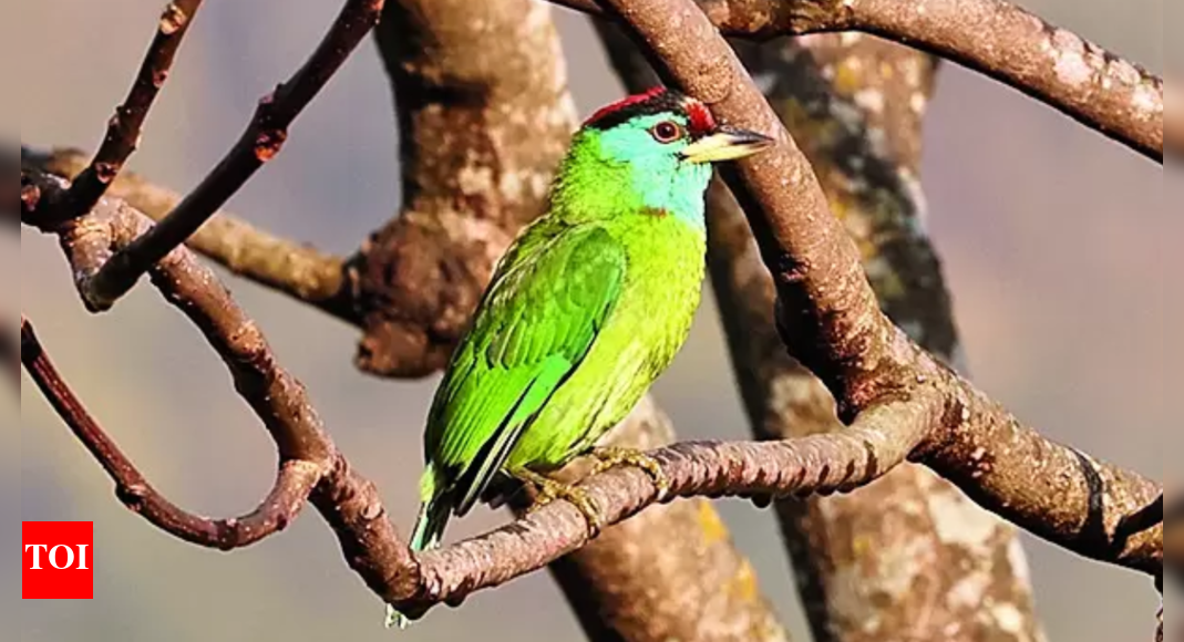 Bird Paradise: Pauri’s Rathuadhab Emerges As Bird Paradise: 130 Avian ...