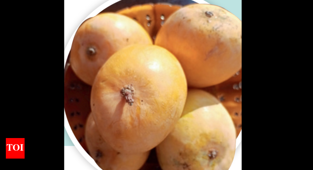 Sonpari: Sonpari Ushering Sweet Change In Kesar Mango Hub | Rajkot News ...