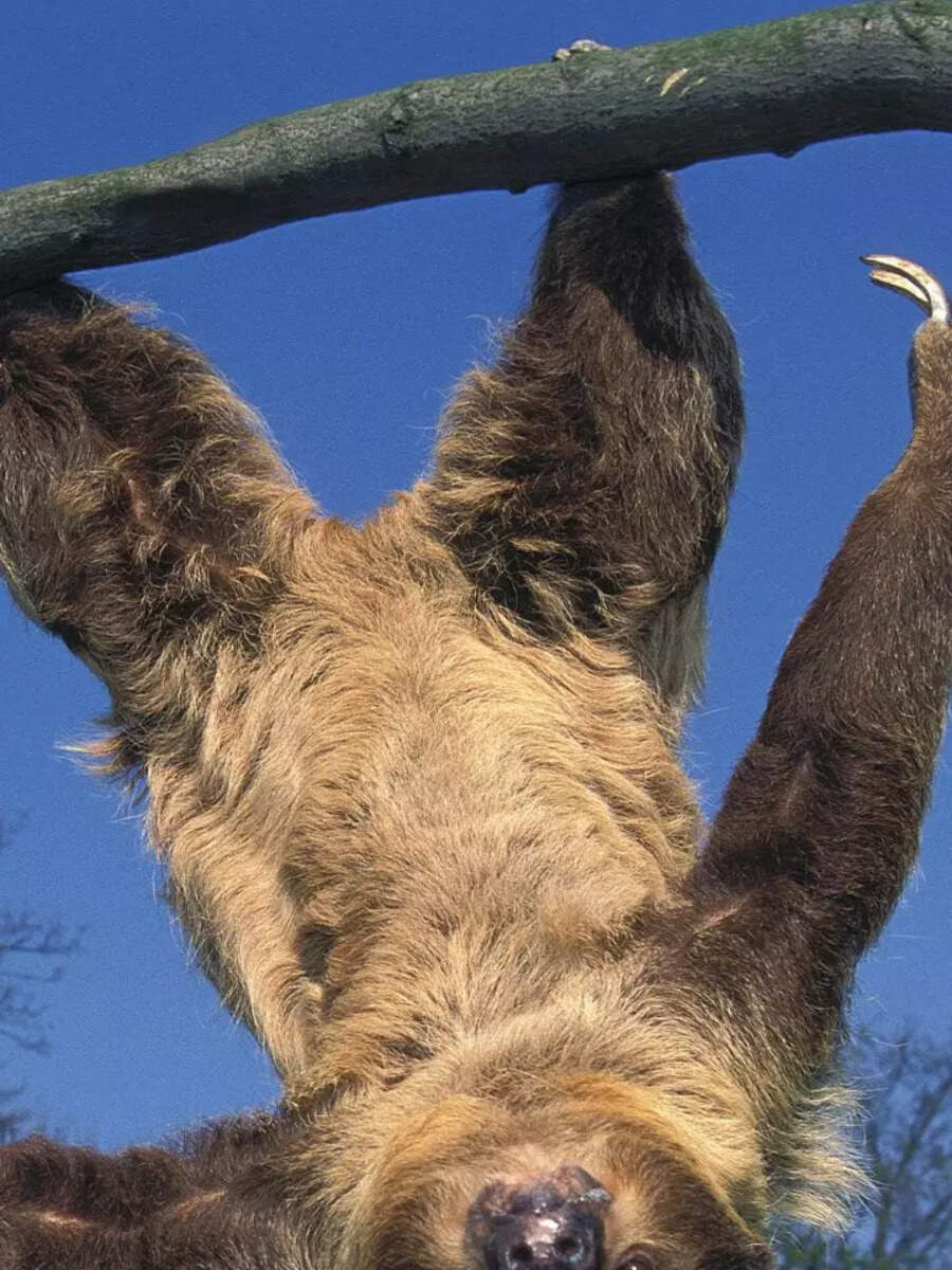 9 extremely lazy animals in the wild and how do they survive | Times of ...