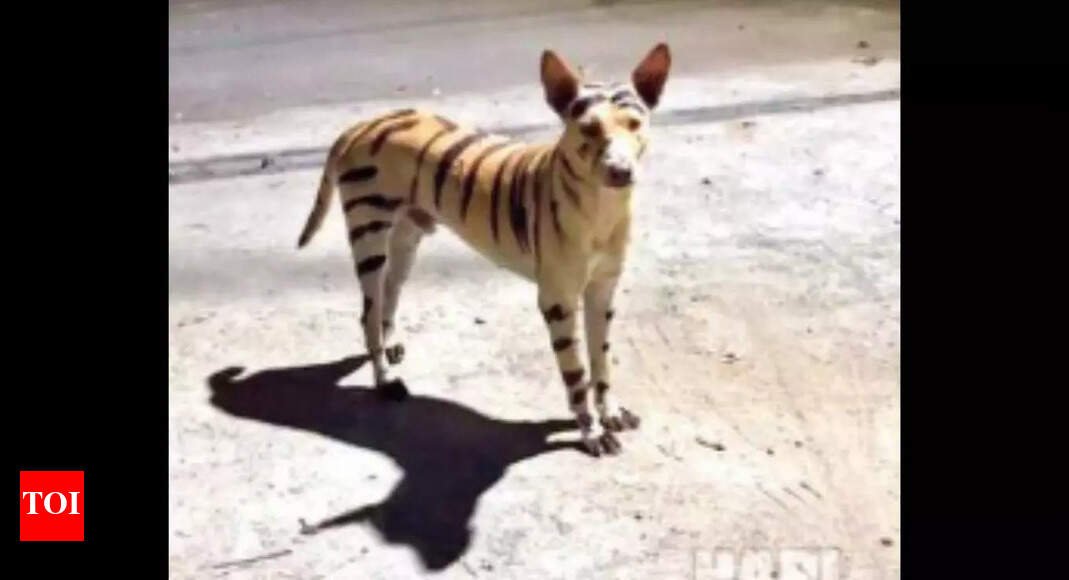 Dog in tiger's clothing sends Puducherry residents into tizzy ...