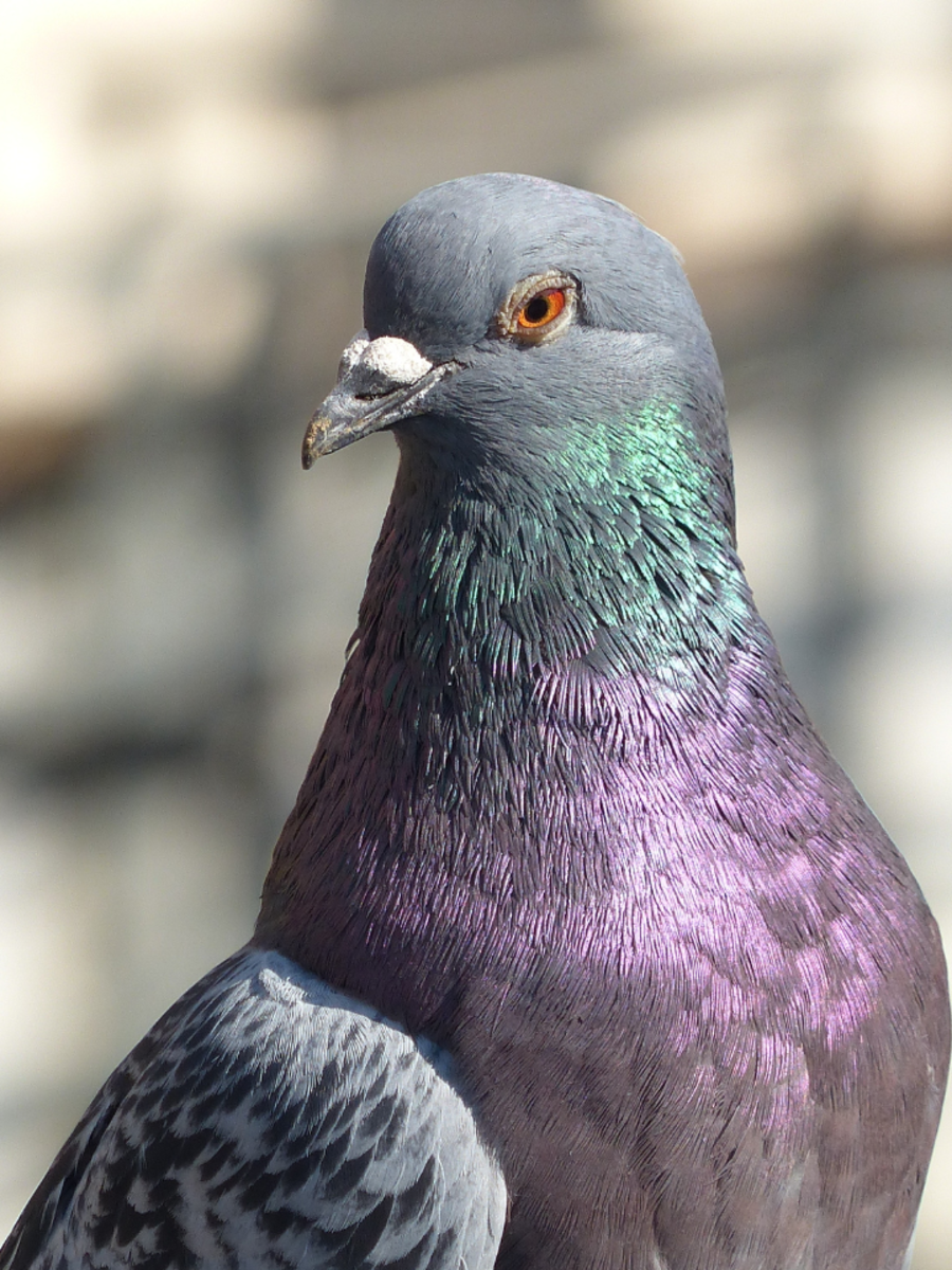 Pigeon Control 101: Keeping Your Balcony Bird-Free | Times Now