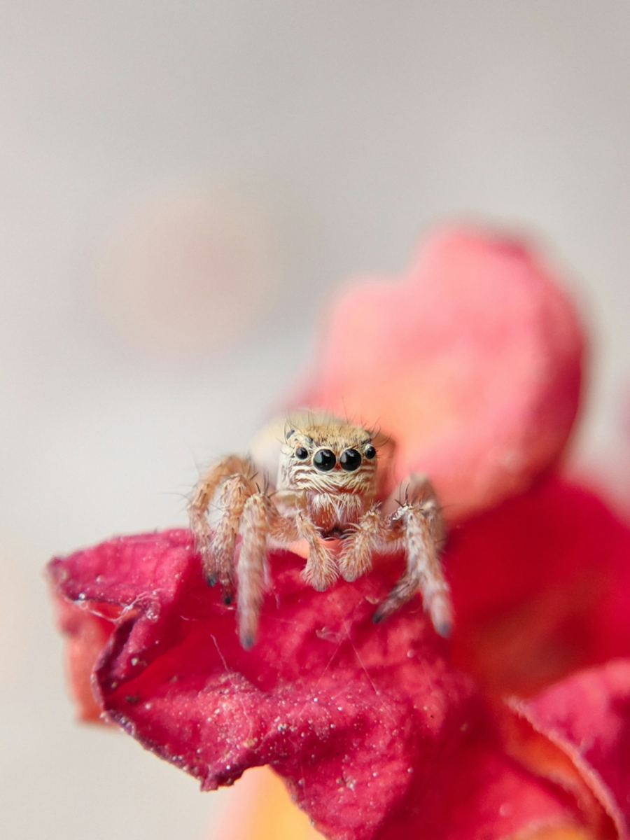 6 Fascinating Animals With More Than 2 Eyes | Times Now