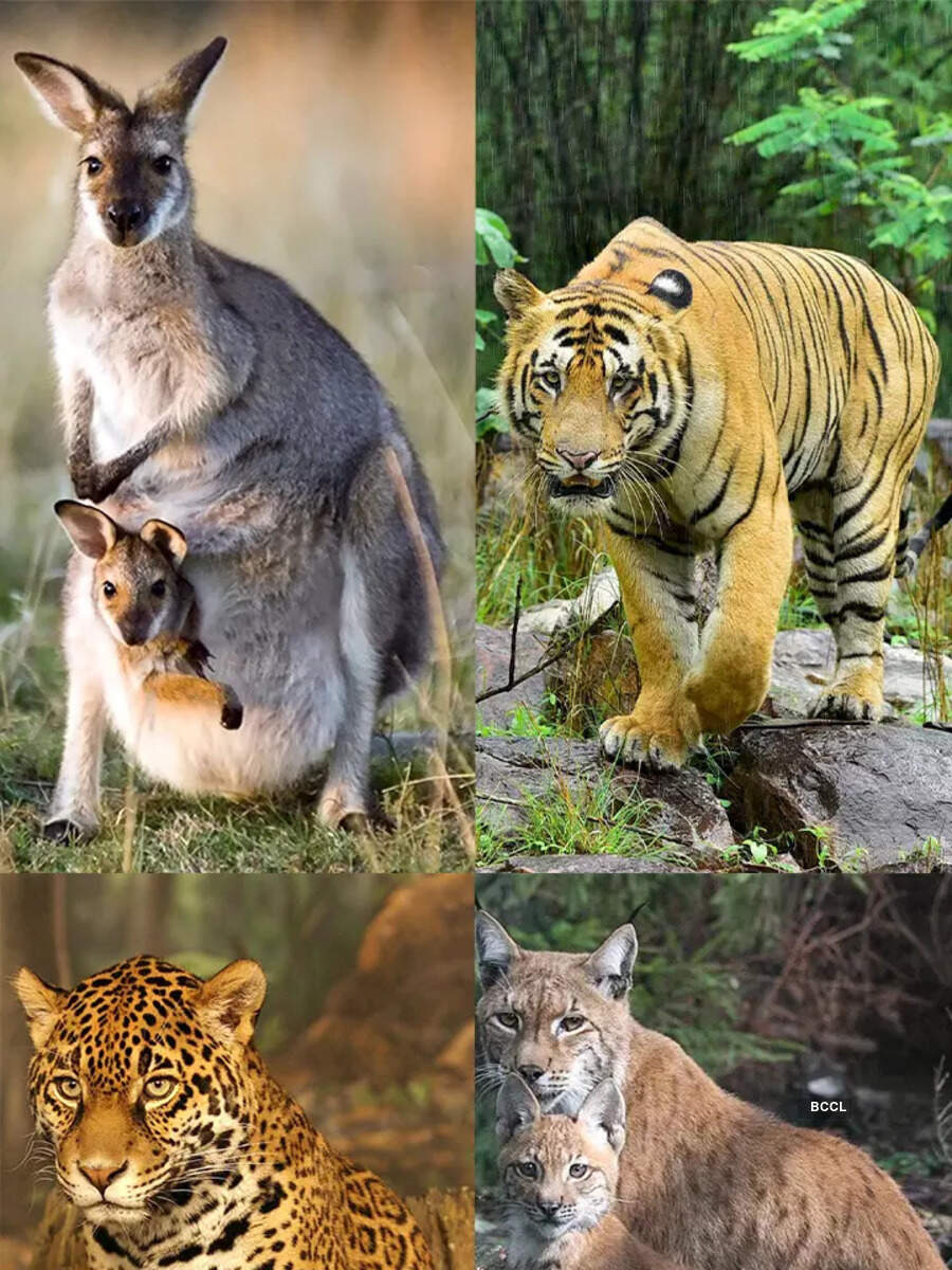 Discover the national animals of 10 countries | Times of India