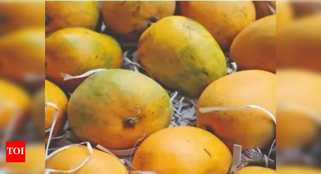Mango Produce: ‘low Mango Produce Due To Climate Change, Pests’ | Thane ...