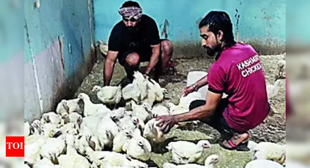 Bird Flu: Bird Flu: No Effect On Chicken Prices In City, Jsr; Safety ...