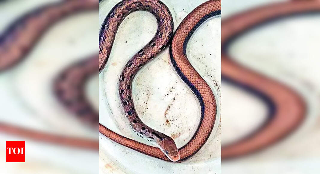 Snake: Rats Dread The Crushing Embrace Of Helen’s Beautiful Coils ...