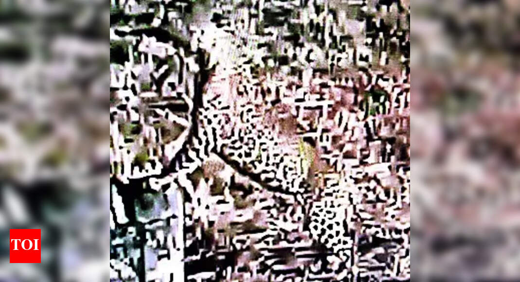 Leopard spotted in Hyderabad airport, trap set up to capture predator ...