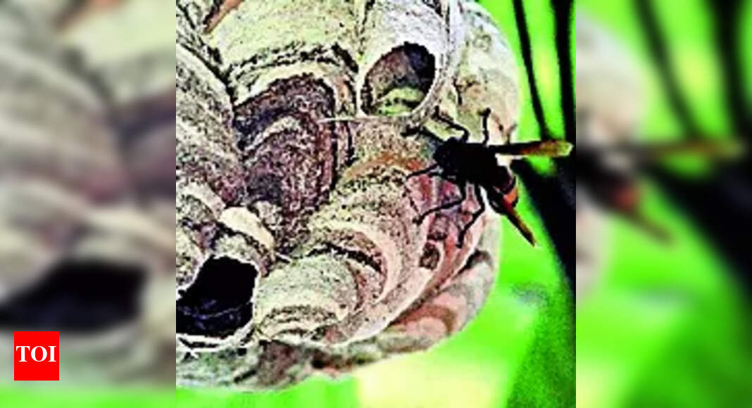 Insects: Insects Killed More Humans Than Jumbos & Wild Boars Did Last ...