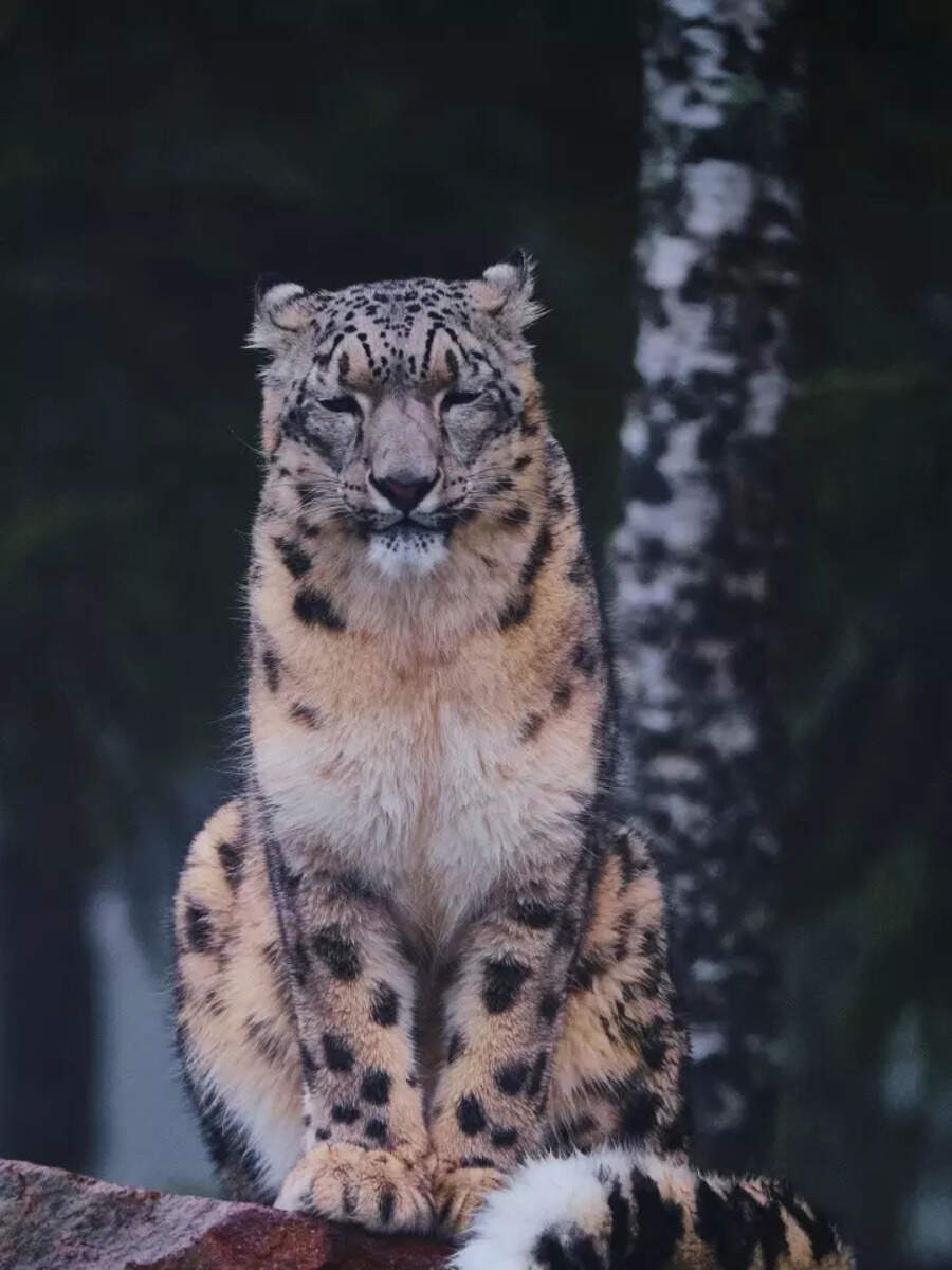 10 animals that have the most unique tails | Times of India