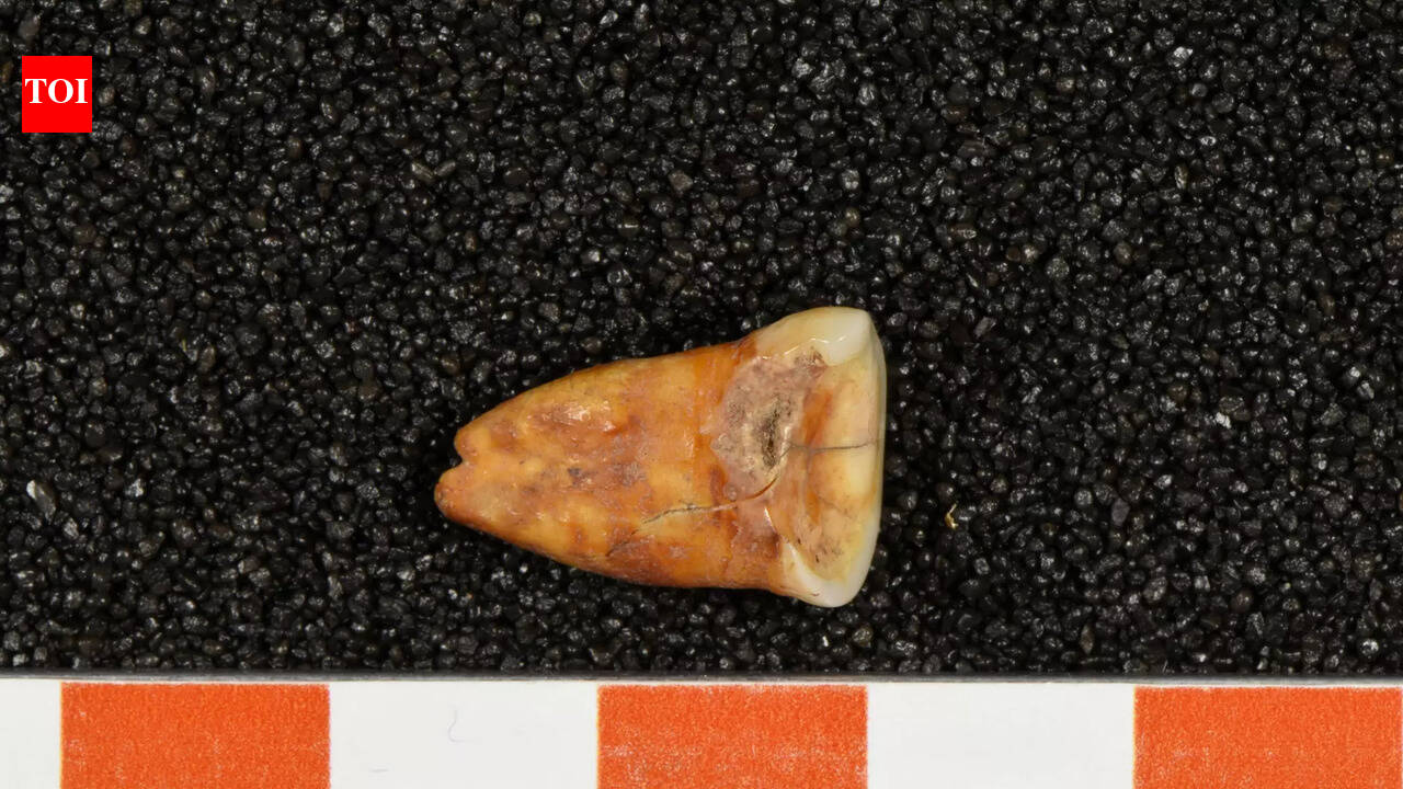 Study suggest insights into humans primary diet before agriculture ...