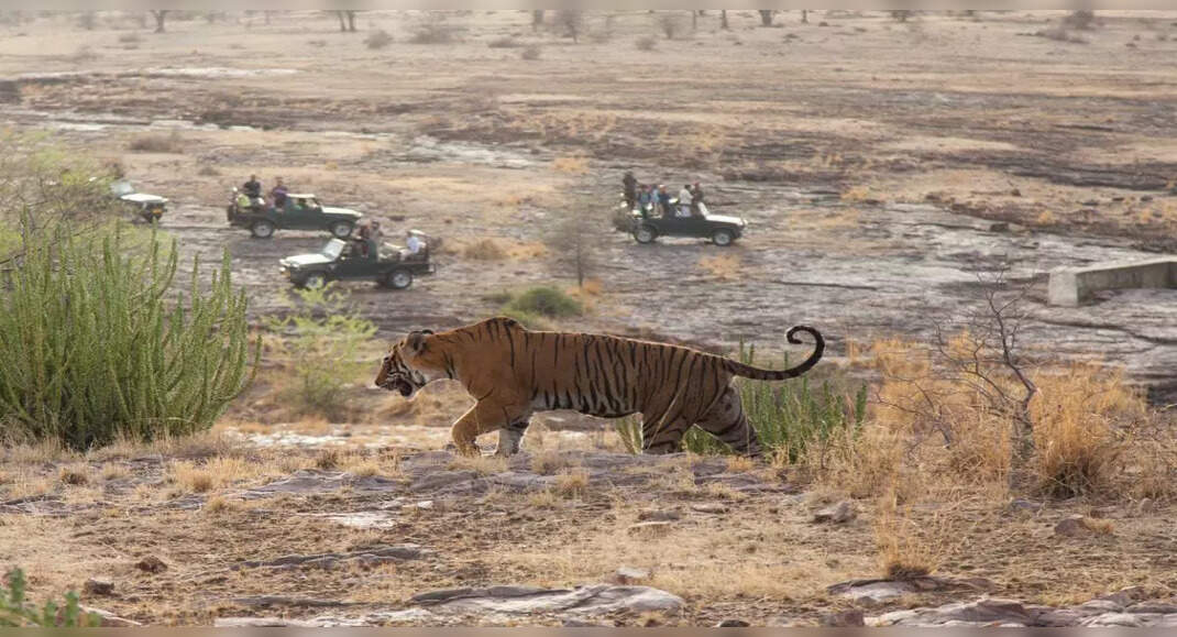 Must-visit places in India for nature and wildlife enthusiasts | Times ...