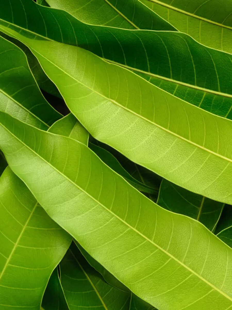 8 lesser-known benefits of mango leaves | Times of India