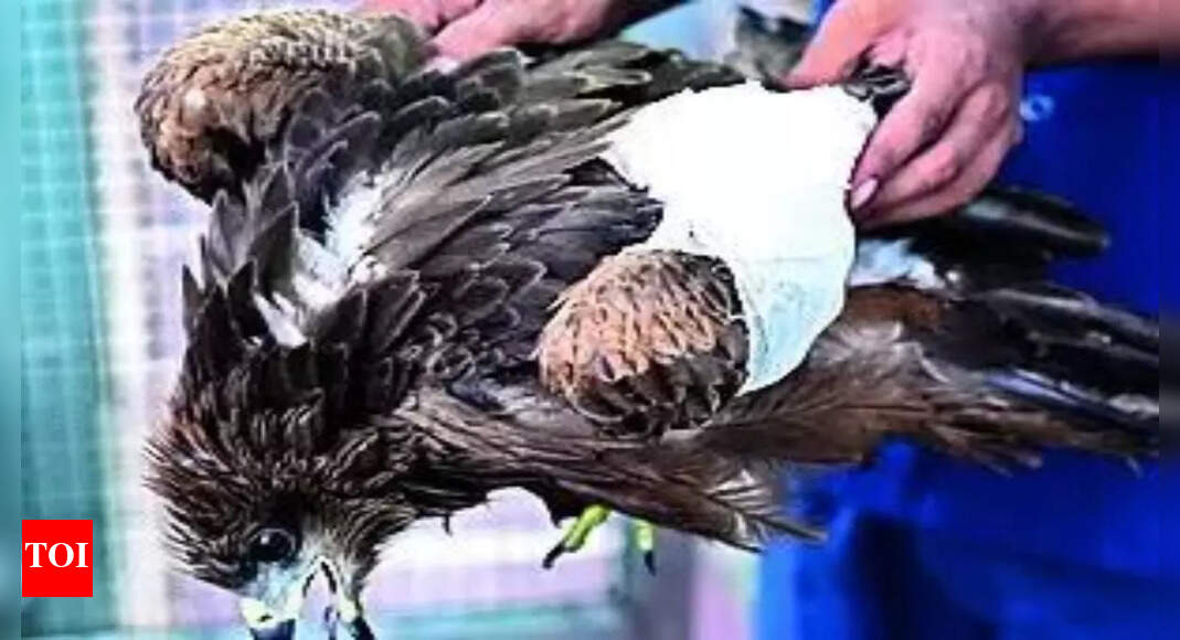 Animal Welfare Board advises complete ban on 'manja' in all forms, asks ...