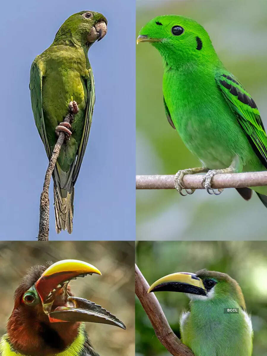 Green Birds Species New Zealand Bellbird
