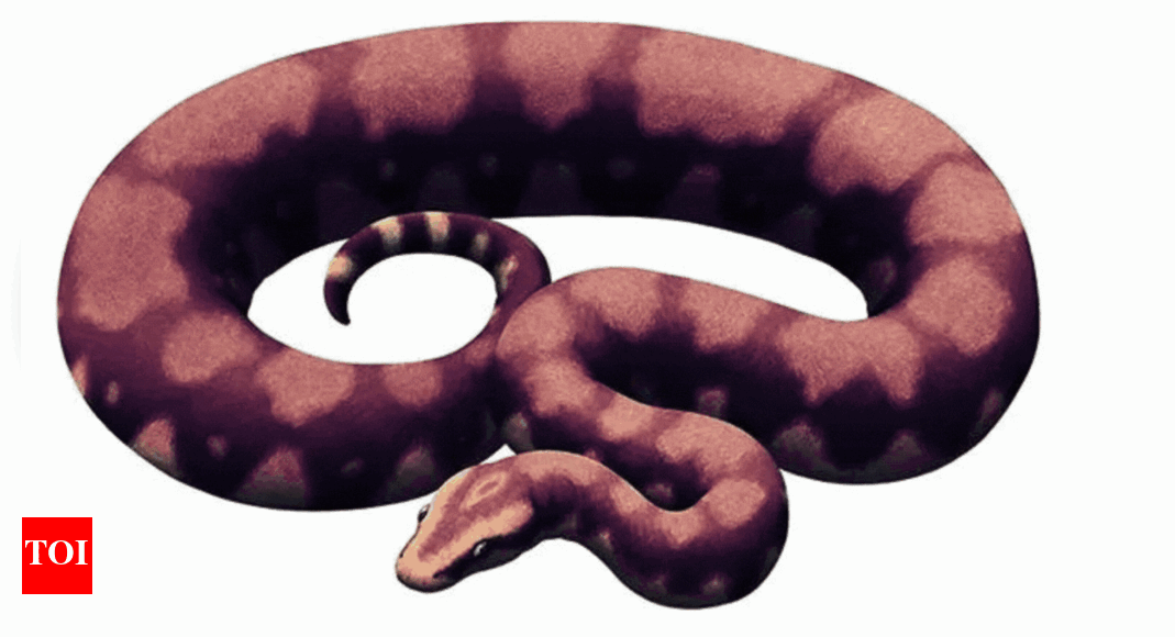 Vasuki Indicus And The Divine Serpent - Times of India